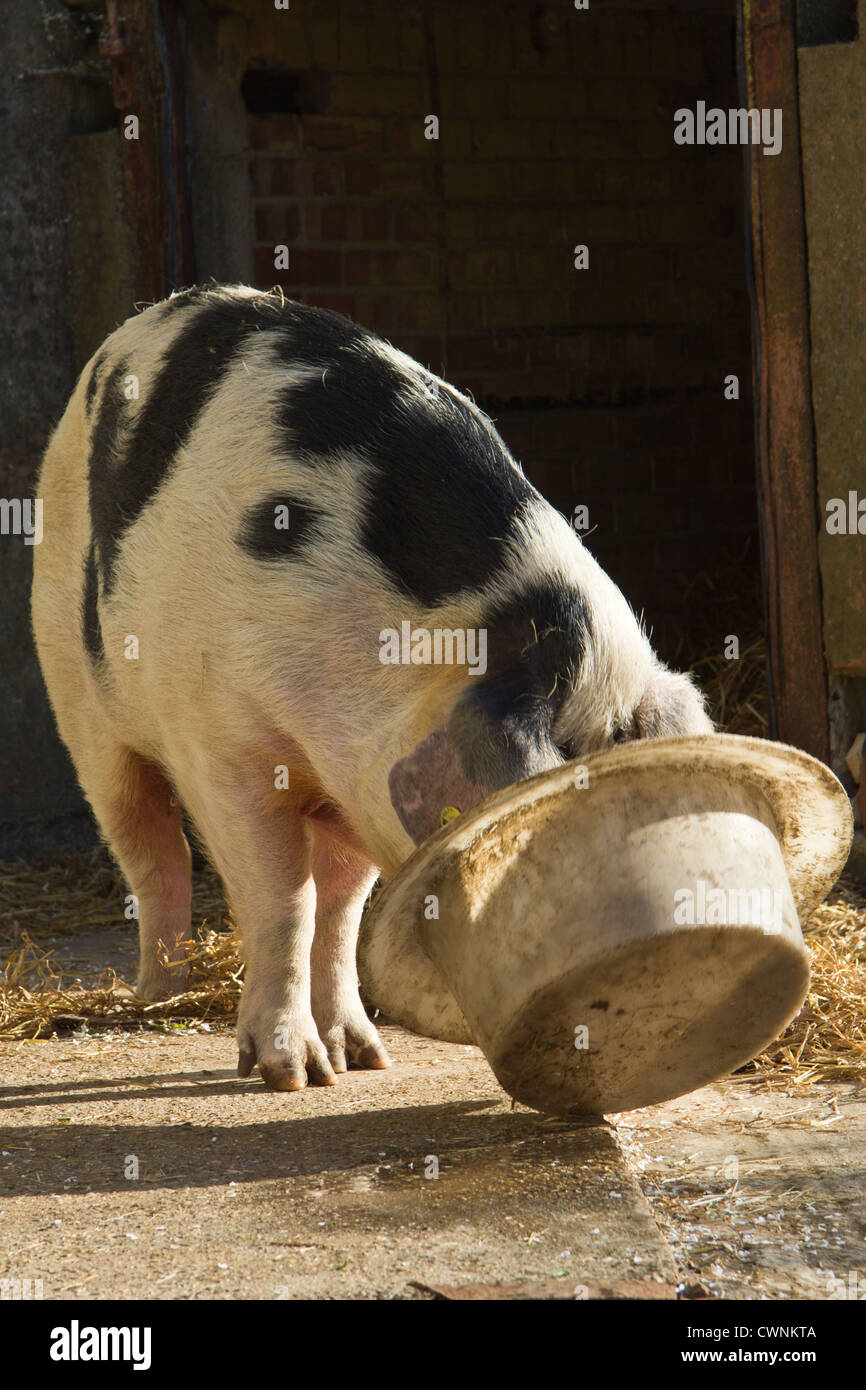 pig having breakfast Stock Photo - Alamy