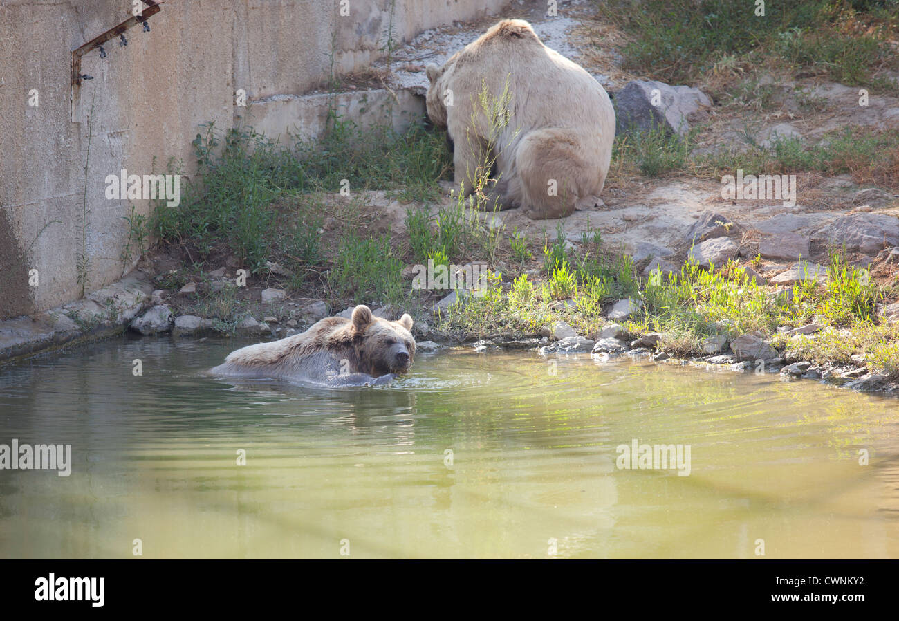 animals at zoo Stock Photo - Alamy
