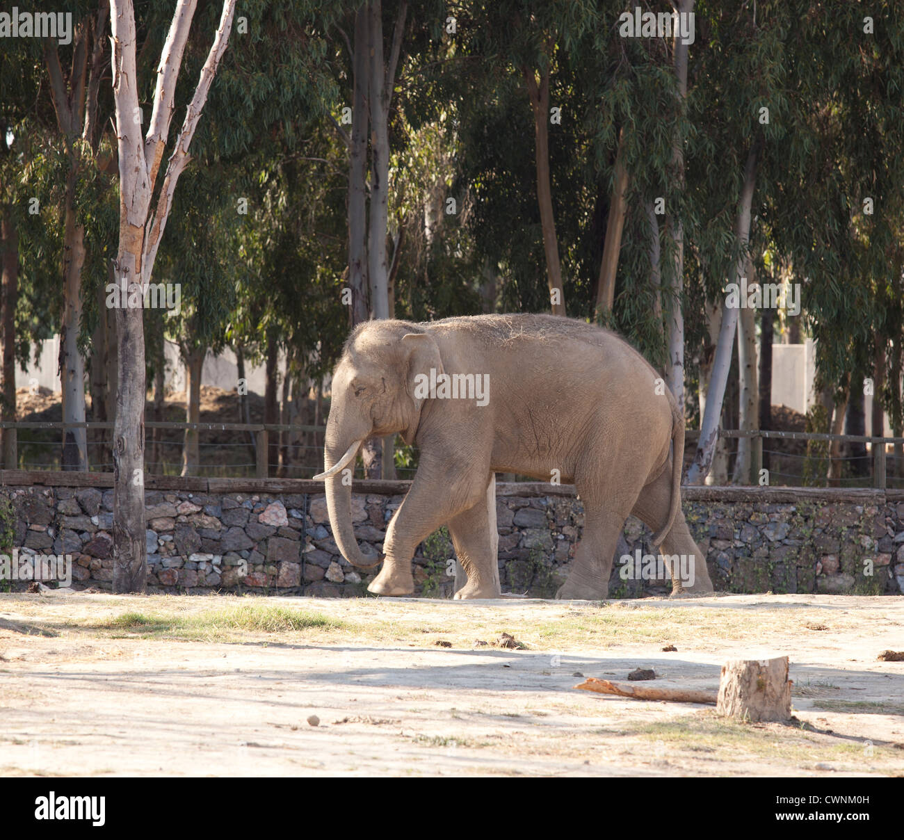 animals at zoo Stock Photo - Alamy