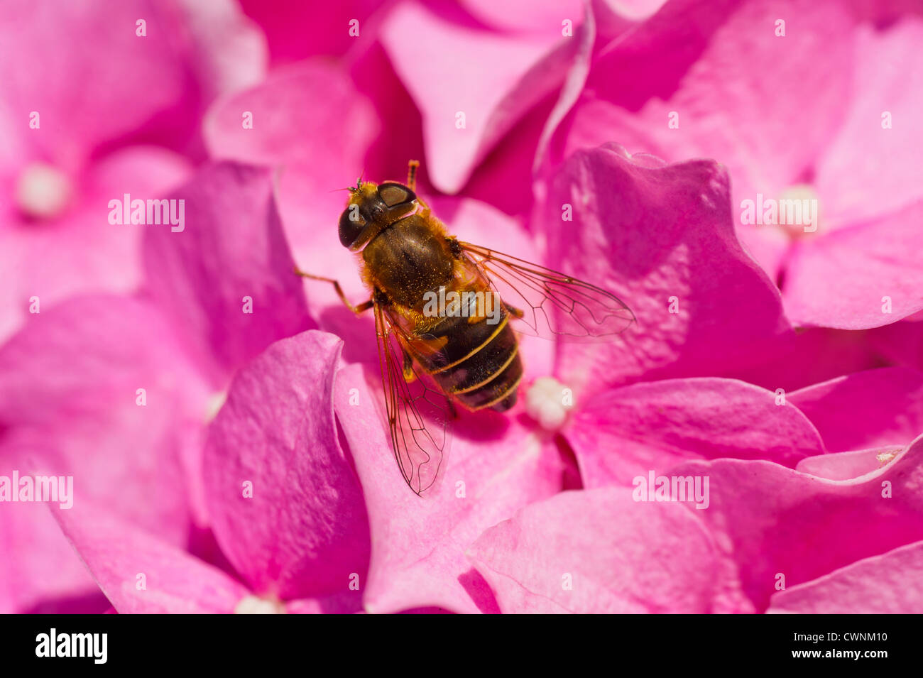 Hover Fly Bee wasp. Taken at our garden on a white rose.Amlwch Anglesey ...