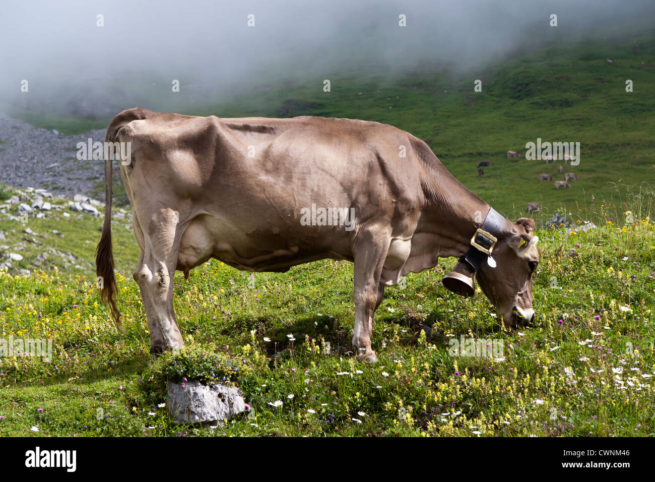 A Cow in the Swiss Alps Stock Photo - Alamy