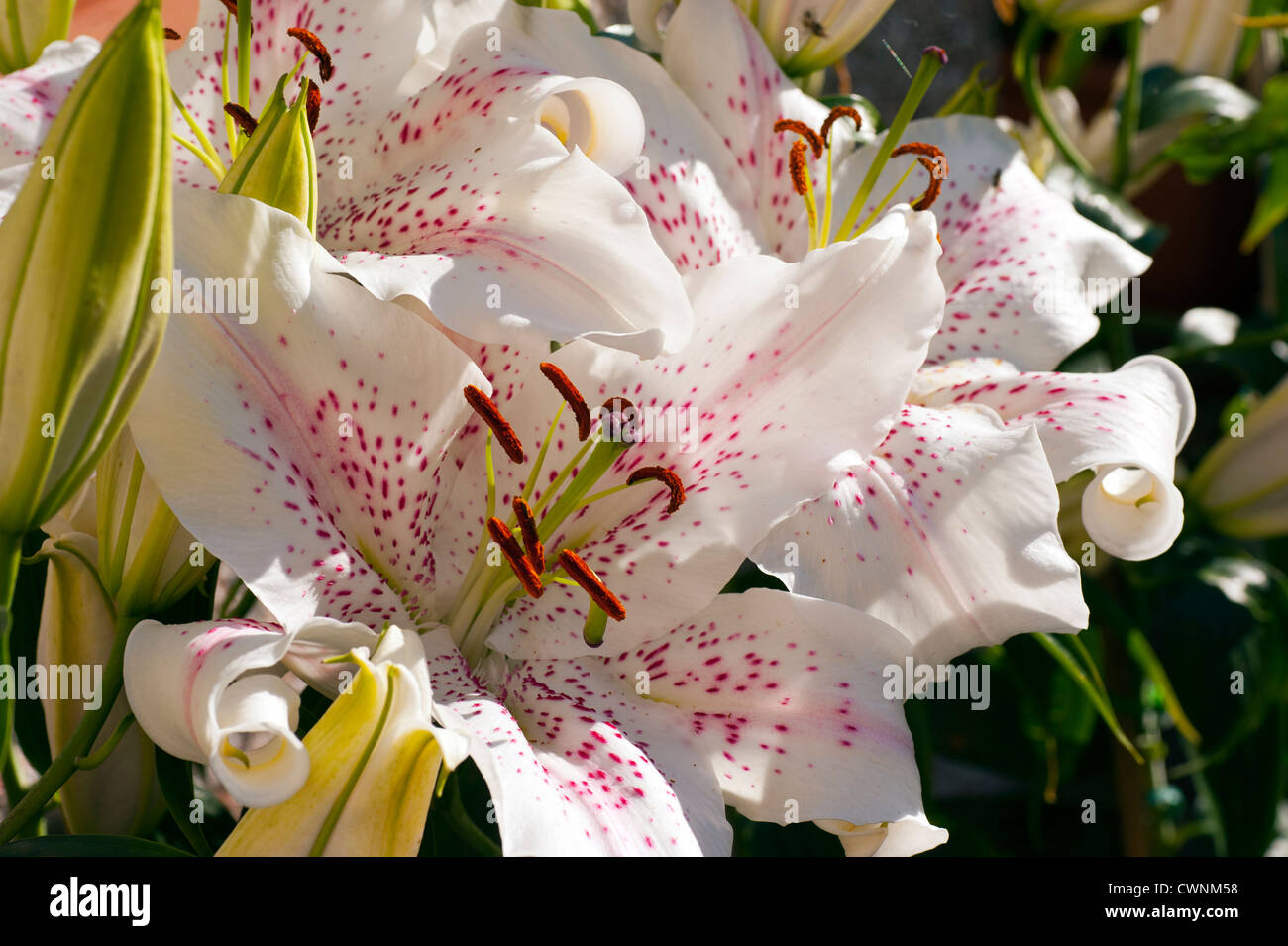 King Lily Garden flower at Amlwch Anglesey North Wales Uk.Stamens ...