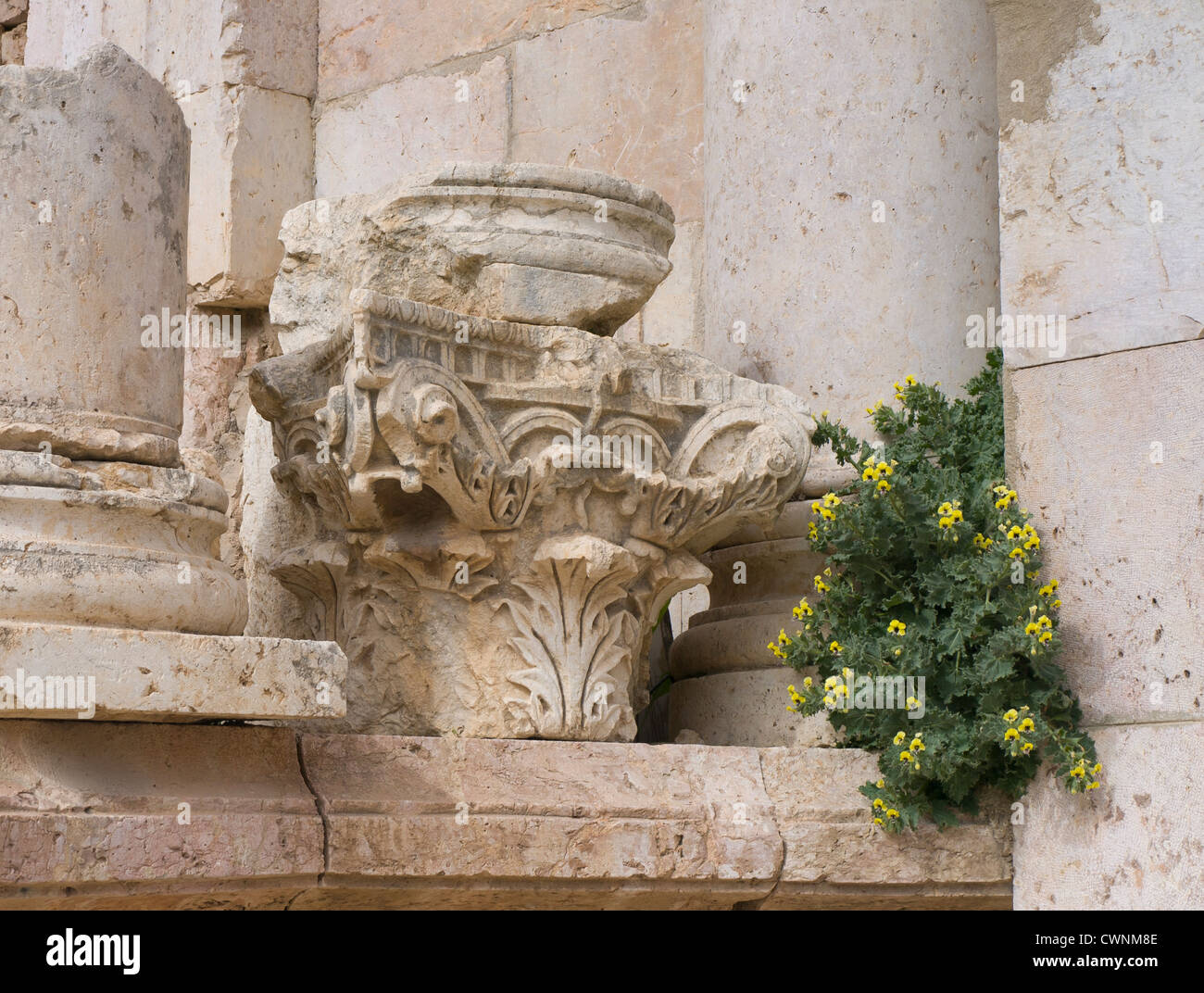 Detail of plant and column head in the ruins of the roman city of ...