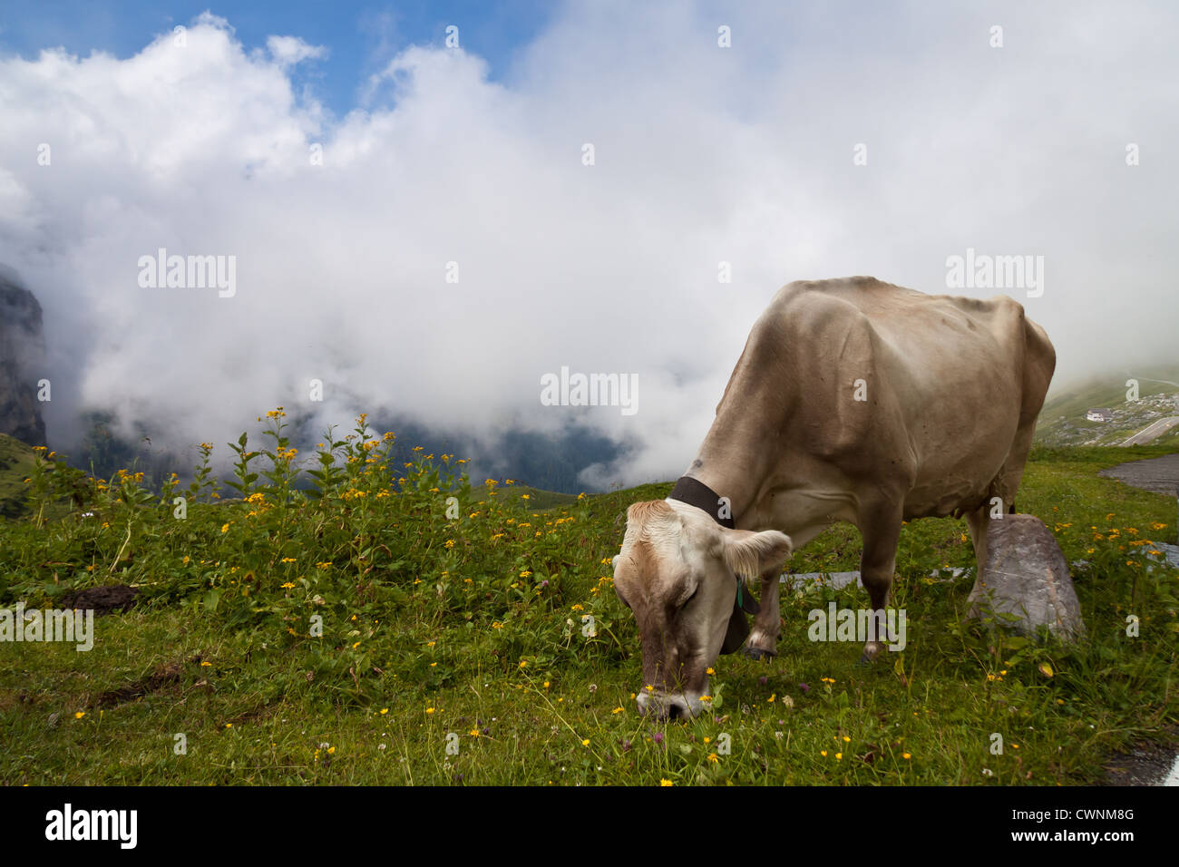 A Cow in the Swiss Alps Stock Photo - Alamy
