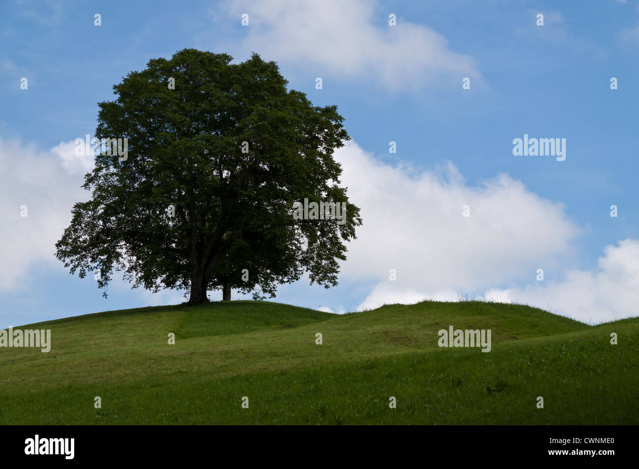A Tree on a Hill in the Swiss Alps Stock Photo - Alamy