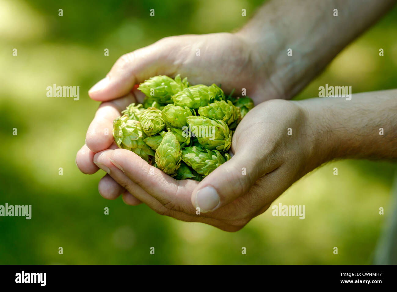 Common hop - Humulus Lupulus Stock Photo - Alamy