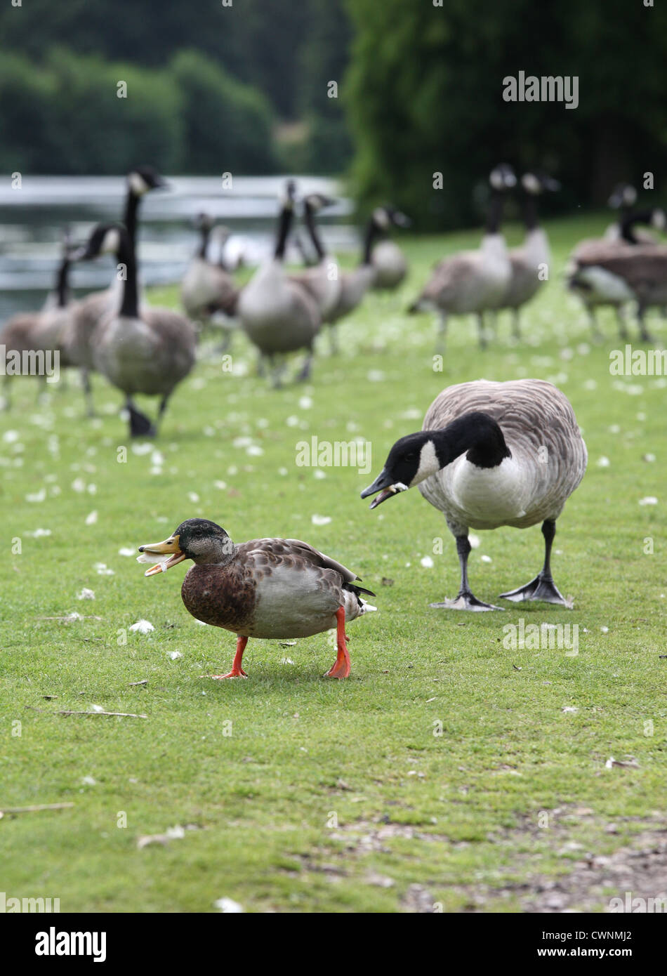 Goose chasing duck Stock Photo - Alamy