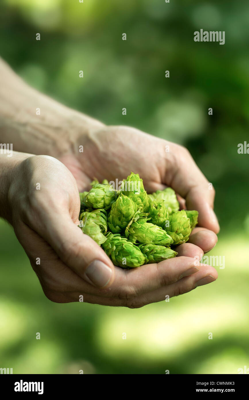 Humulus Lupulus Male High Resolution Stock Photography and Images - Alamy