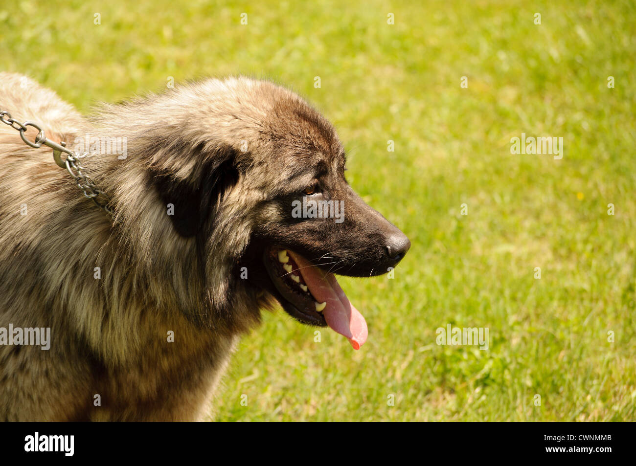 Sarplaninac hi-res stock photography and images - Alamy