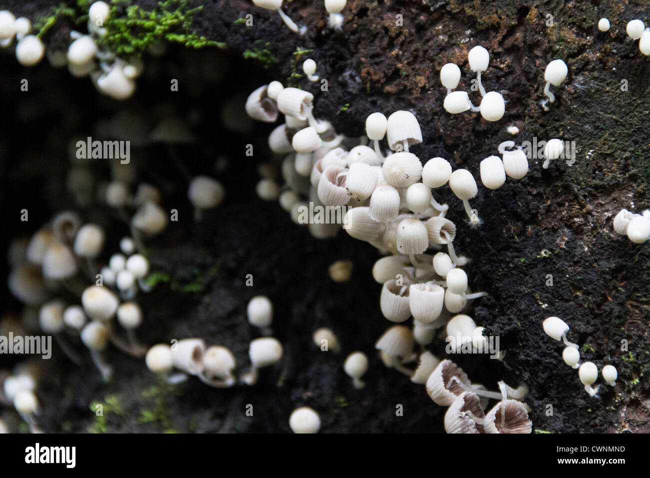 Coprinellus disseminatus (also Coprinus disseminatus; "Fairies Bonnets ...
