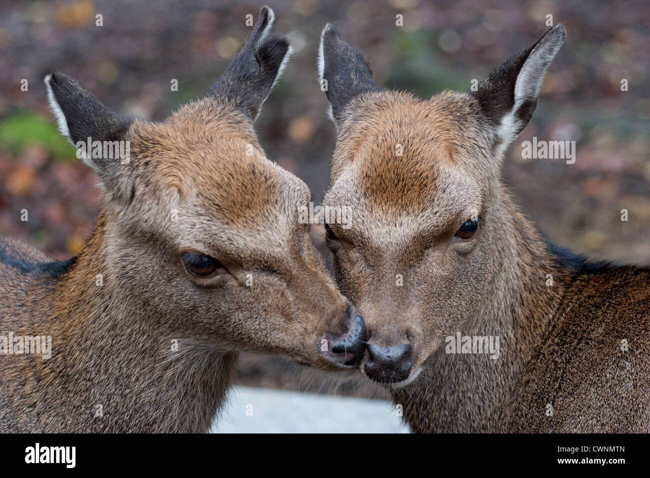 Two young deer nuzzling up together Stock Photo - Alamy