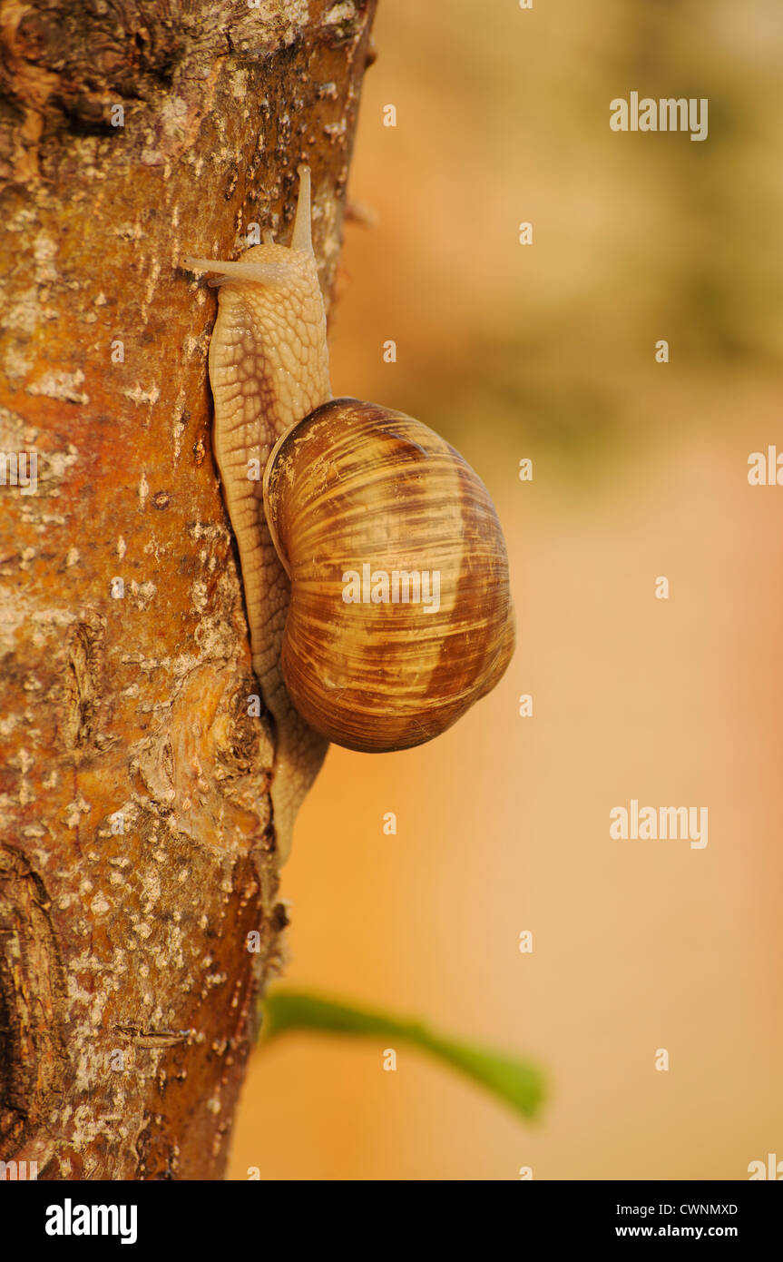 Tree bark snail hi-res stock photography and images - Alamy
