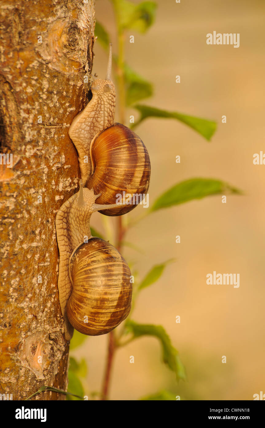 Top Snails High Resolution Stock Photography and Images - Alamy