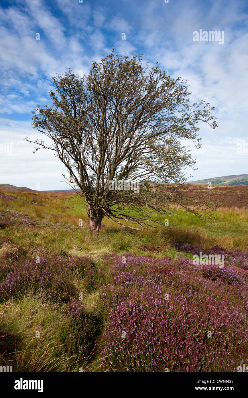 Autumn Flowering Heather on the Redmire and Grinton Moors to Reeth in ...