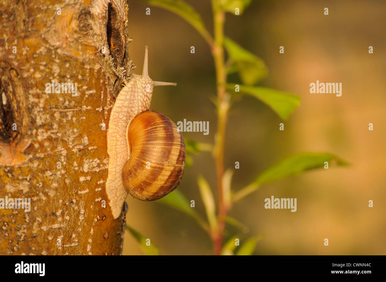 Tree bark snail hi-res stock photography and images - Alamy