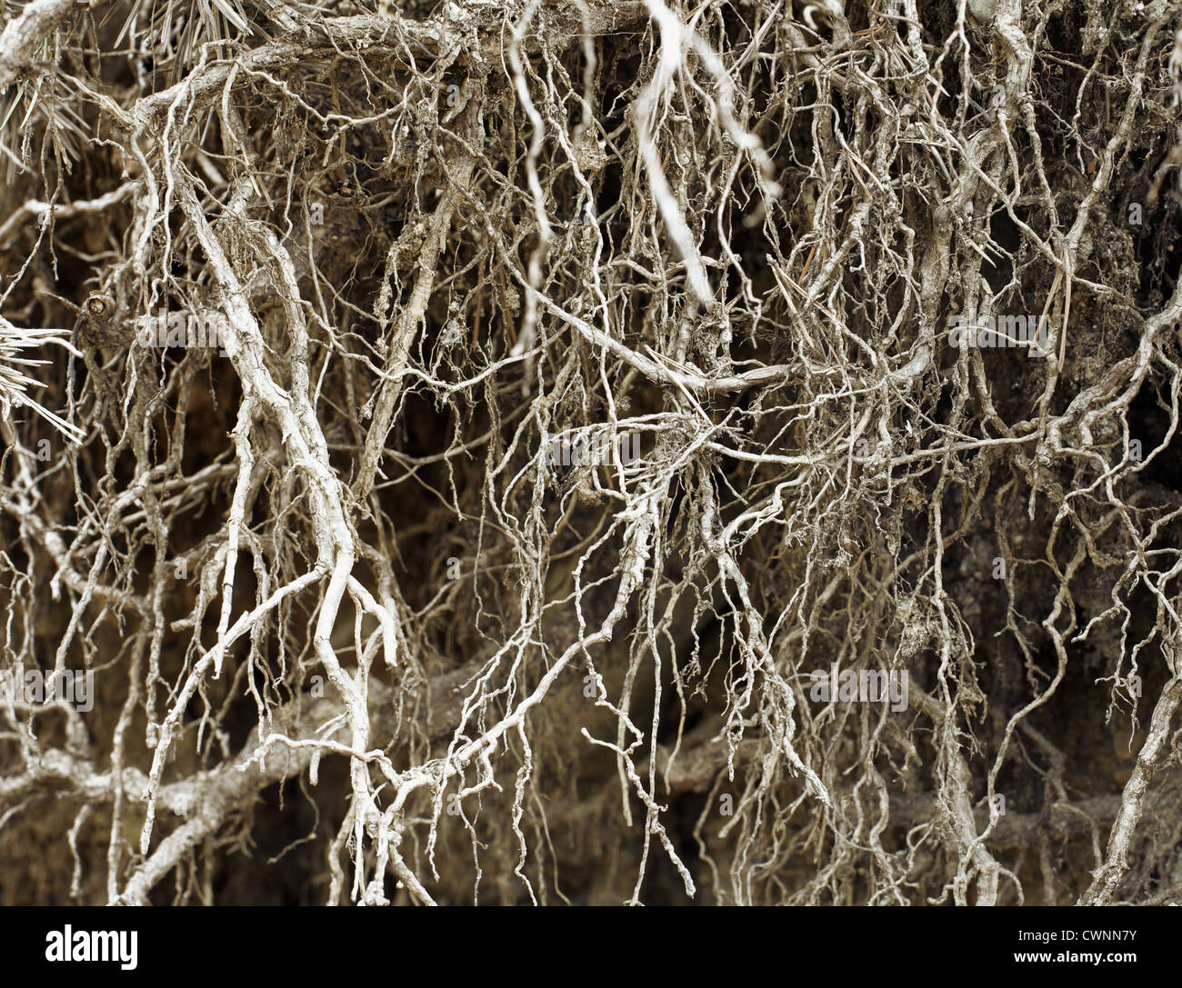 Roots without soil - background Stock Photo - Alamy