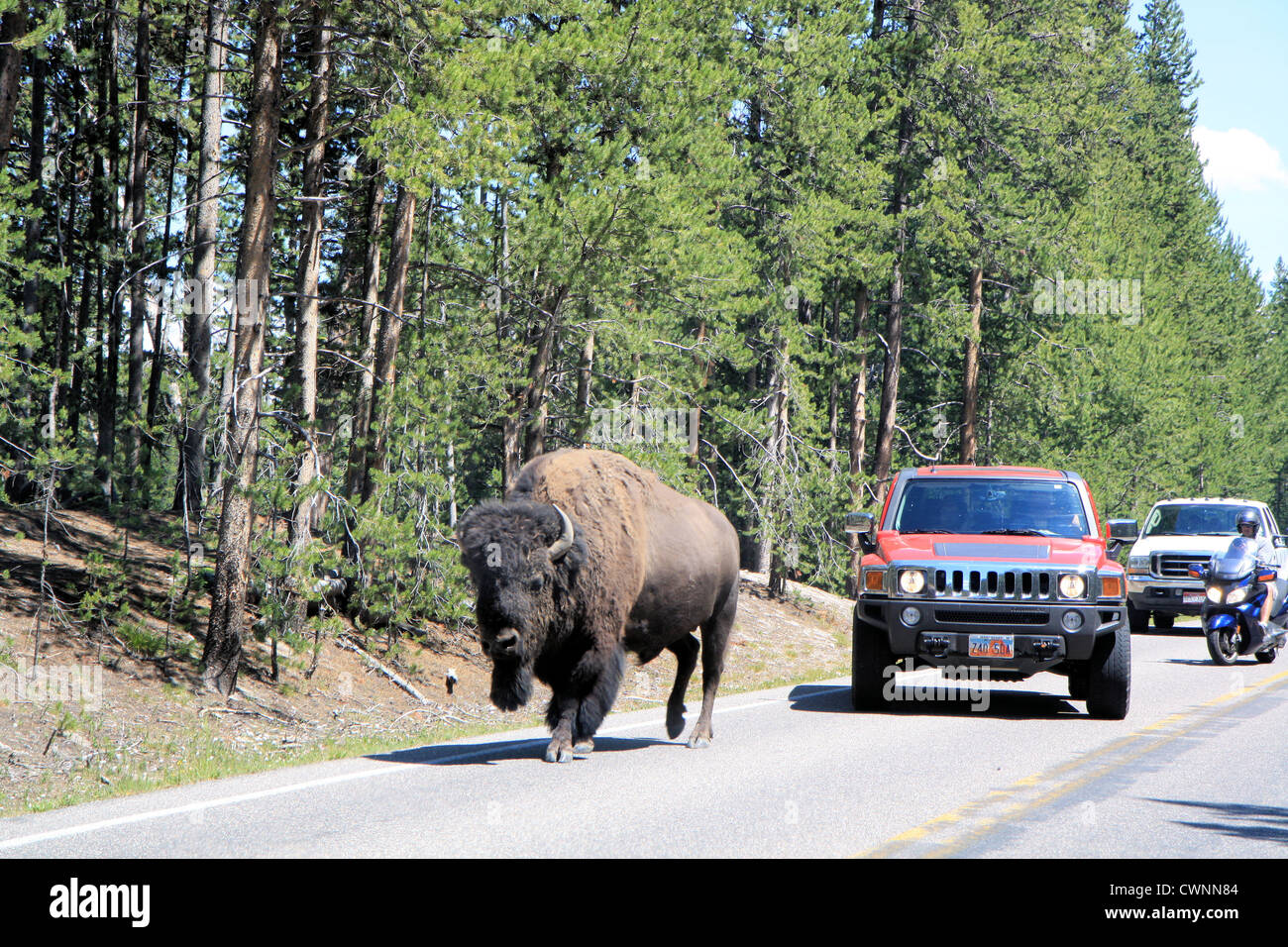 Bison yellowstone cars hi-res stock photography and images - Alamy