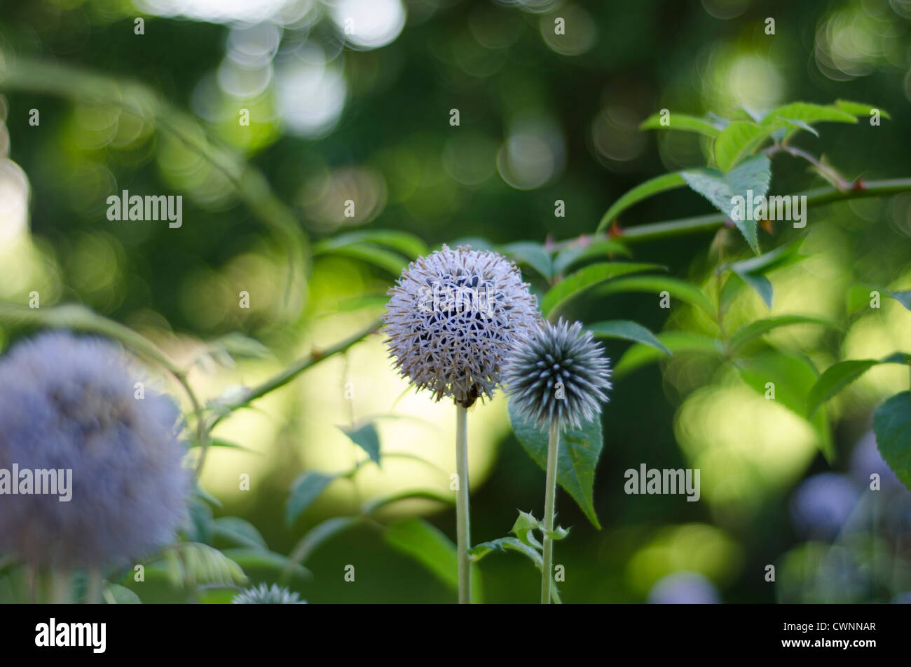 The purple, spherical, geometric flowers of the globe thistle ...