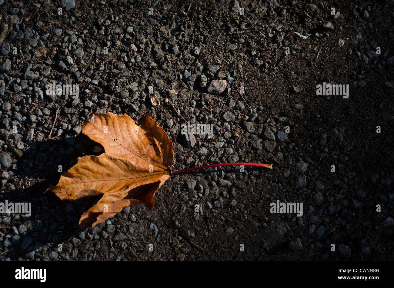 A single, fallen, bright orange sycamore leaf of Autumn fall, on a grey ...