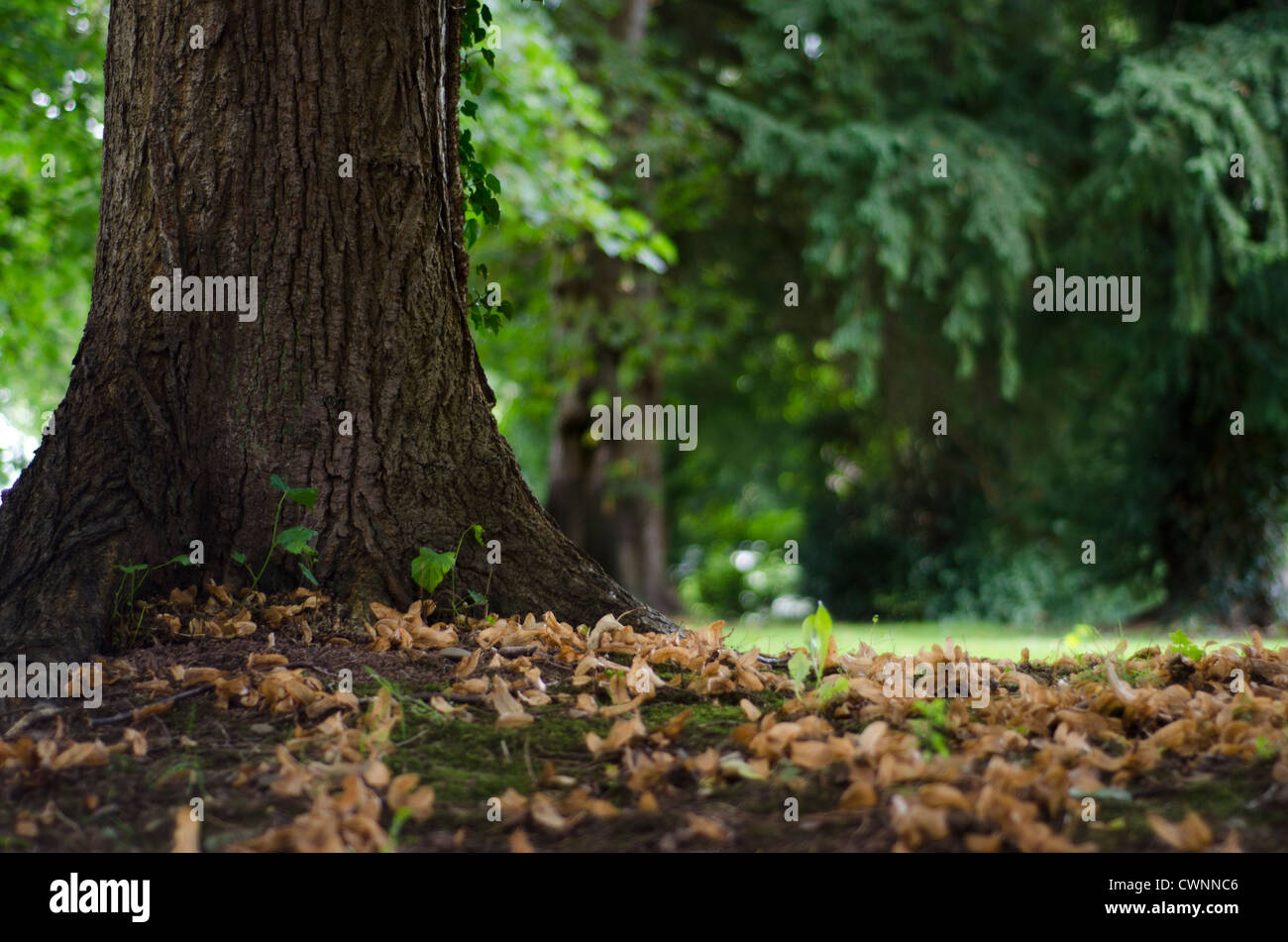 Autumn windfall for Linden tree scattered around the trunk Stock Photo ...