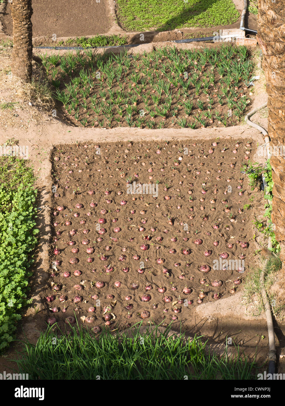 Small lots of land in Aqaba Jordan where the locals grow vegetables ...