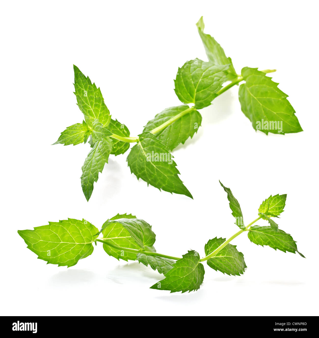 Natural herbal mint plant Cut Out Stock Images & Pictures - Alamy