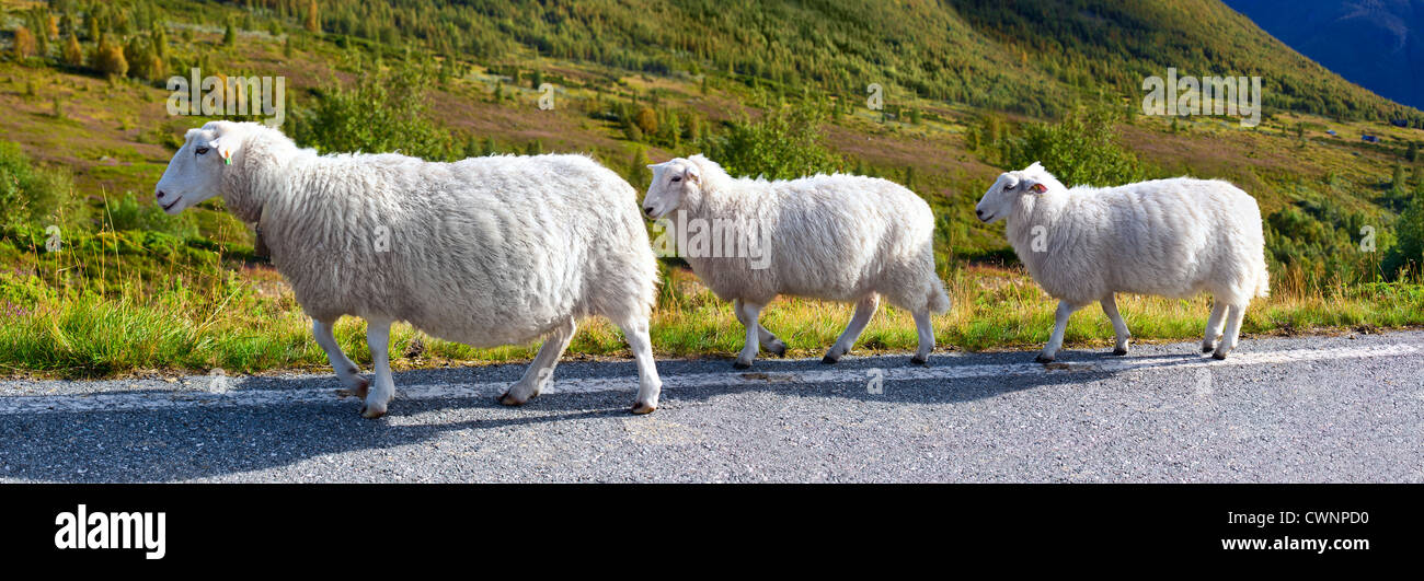 Three sheeps walking along road. Norway landscape Stock Photo - Alamy