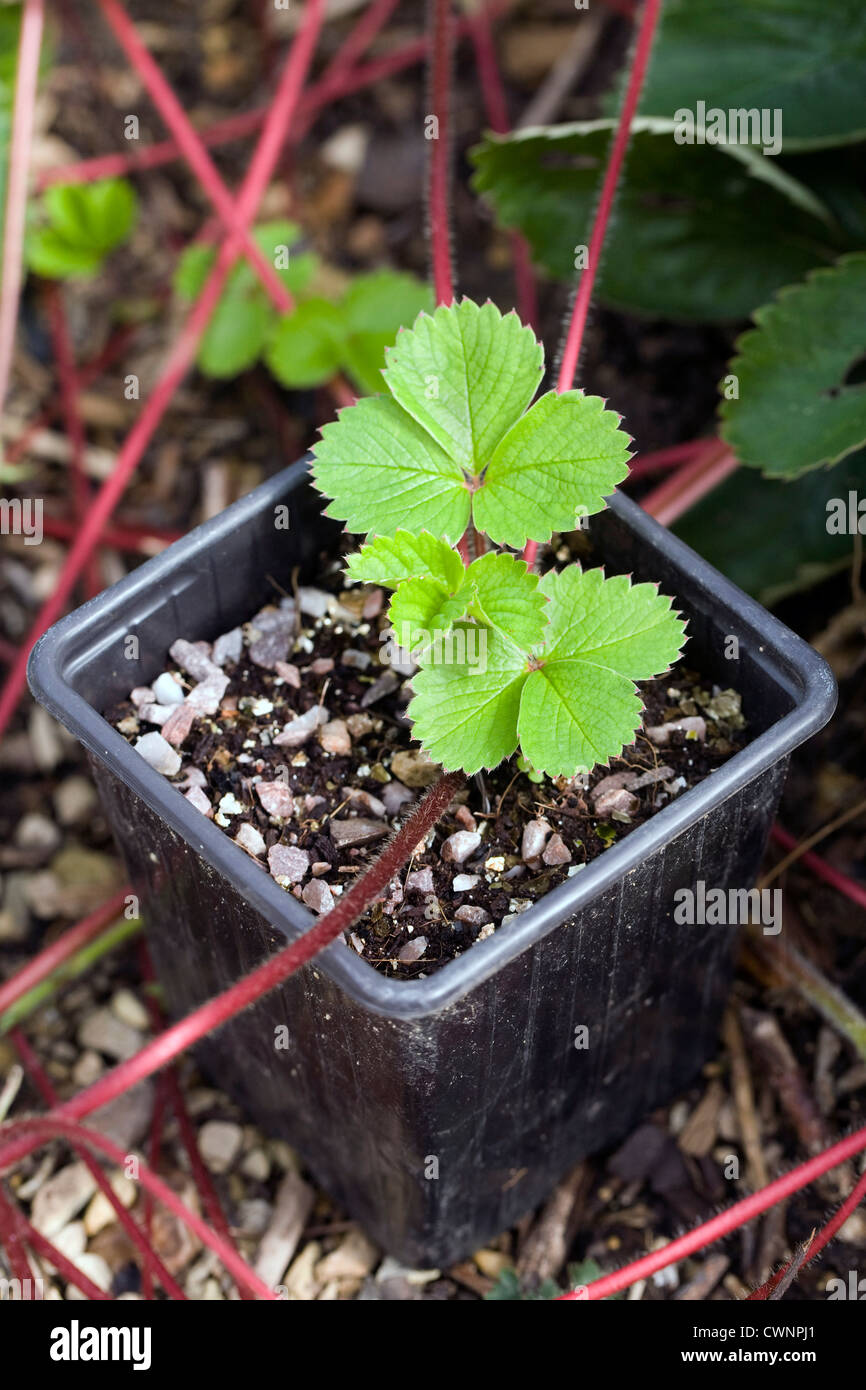 Stolons hi-res stock photography and images - Alamy