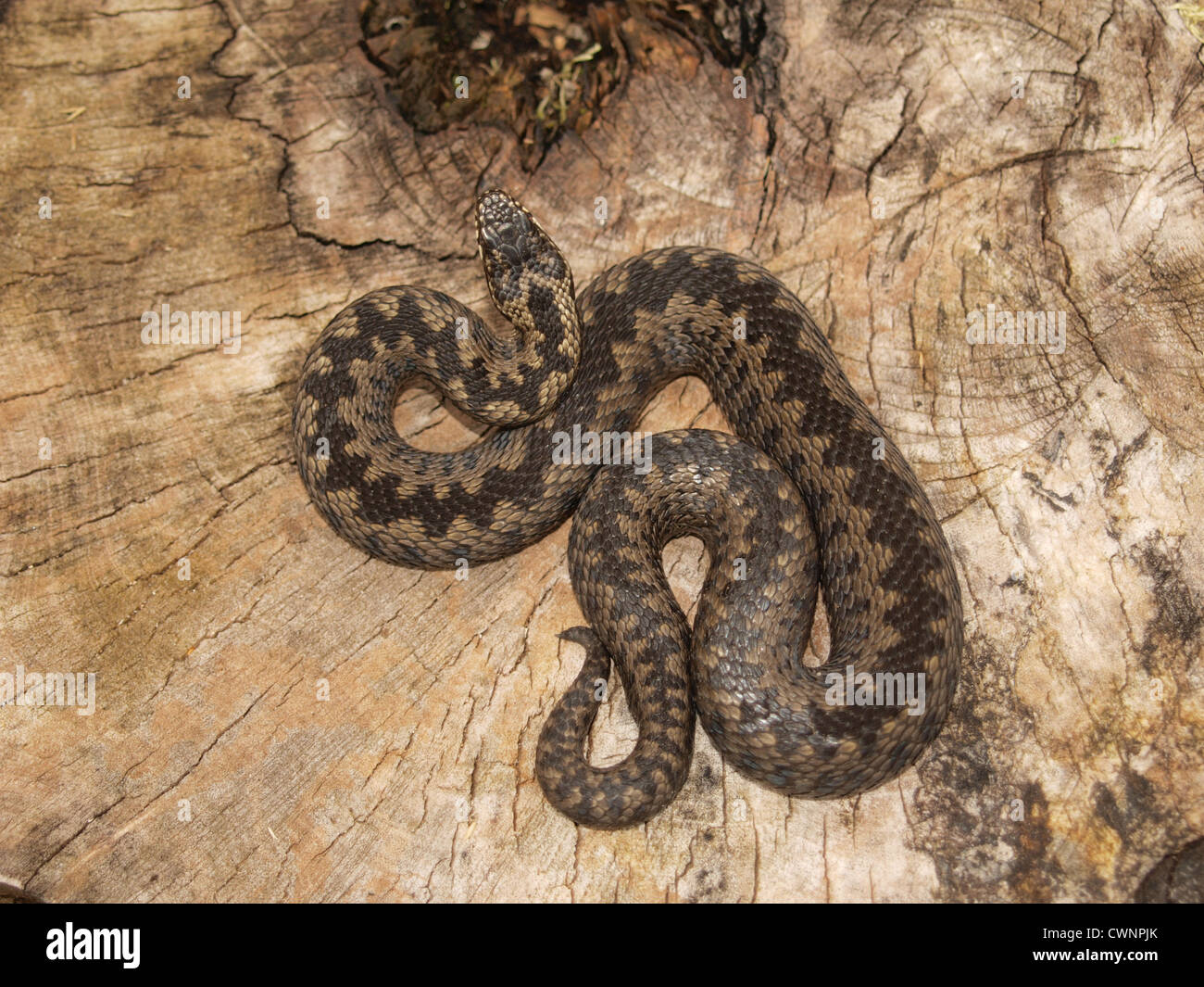 Adder or Common Viper. UK Stock Photo - Alamy