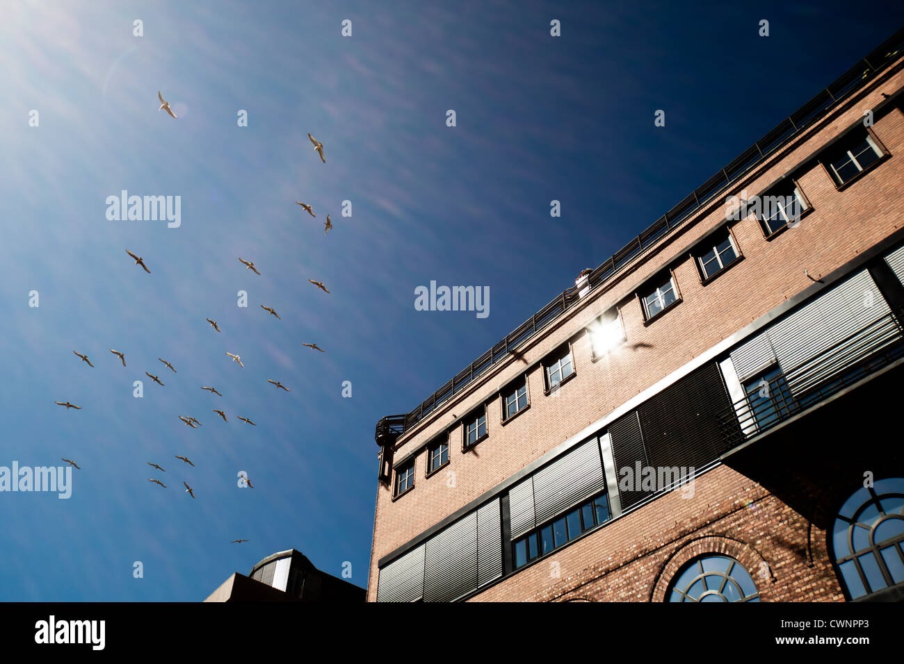 House building bird birds hi-res stock photography and images - Alamy