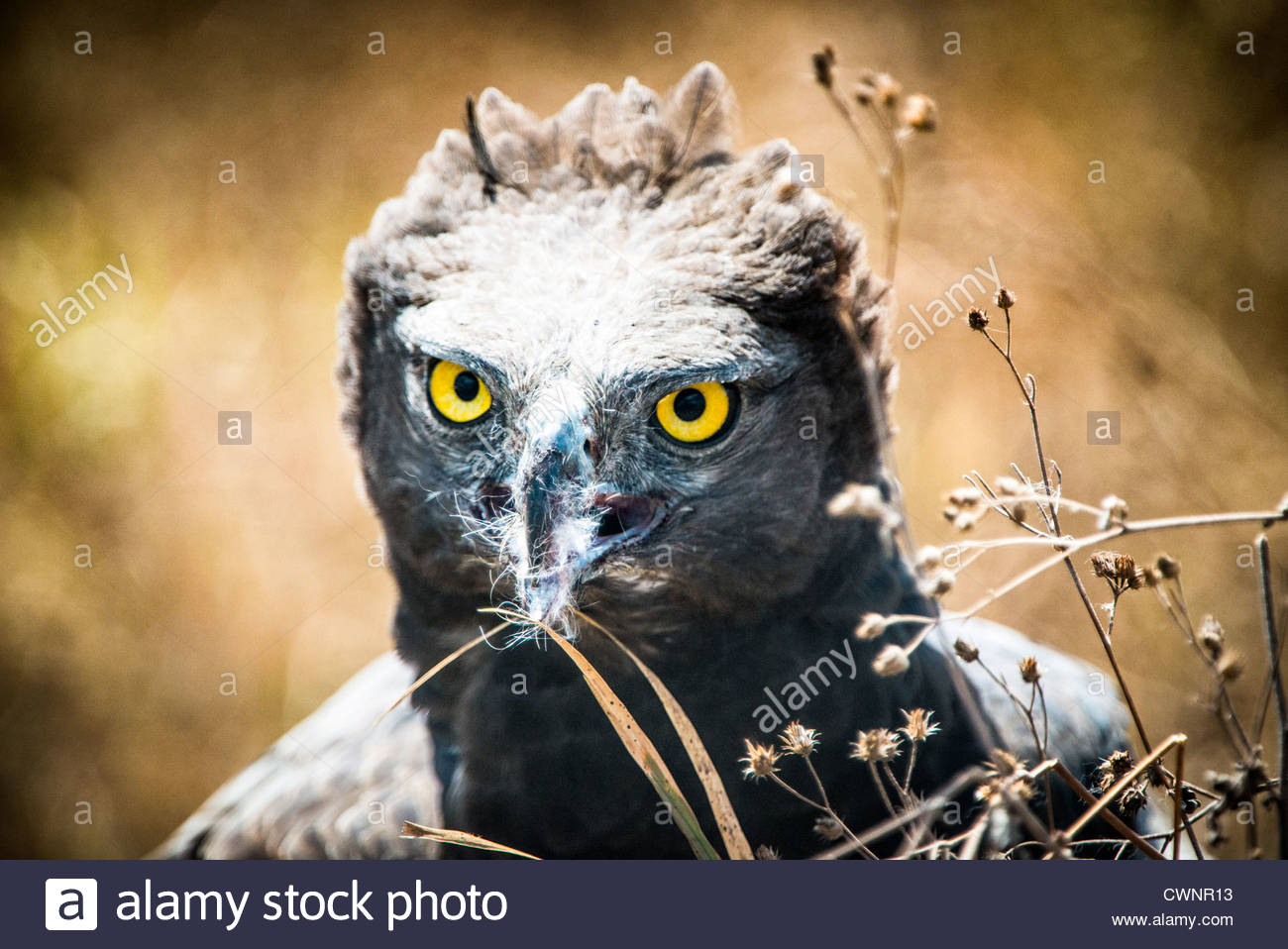 Bird Of Prey Tanzania Stock Photos & Bird Of Prey Tanzania Stock Images ...