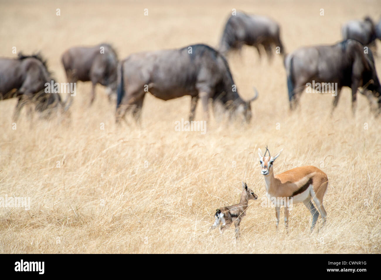 Lerai forest ngorongoro crater tanzania hi-res stock photography and ...