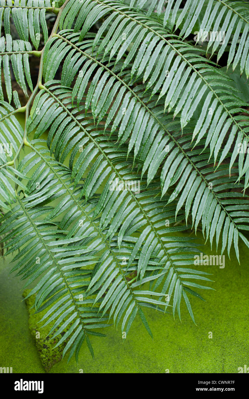 Algae ferns hi-res stock photography and images - Alamy