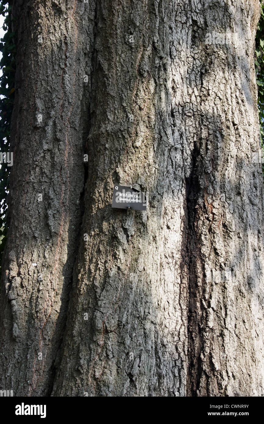Quercus Phellos Bark