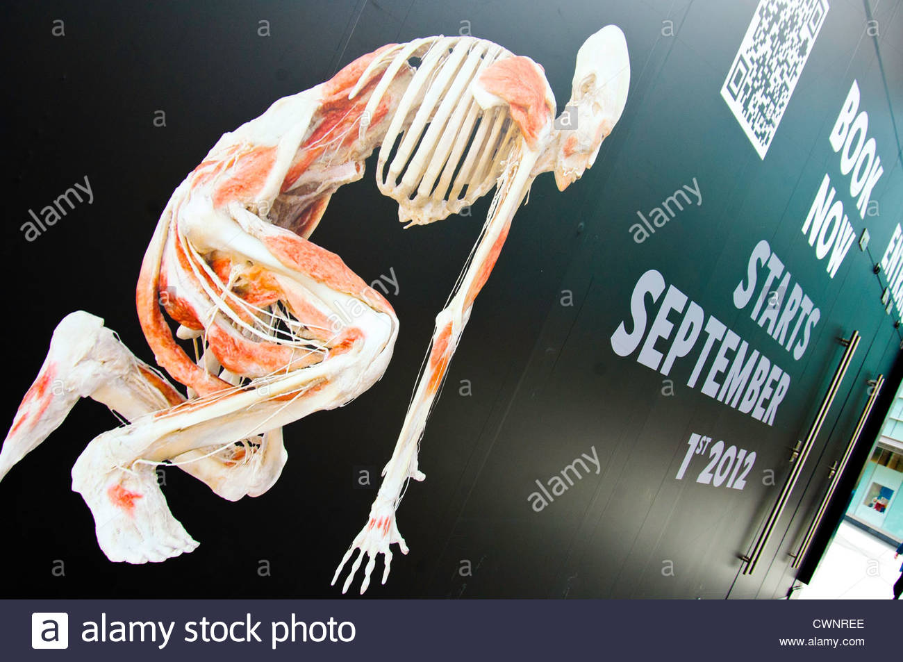 Real Bodies The Exhibition High Resolution Stock Photography and Images ...