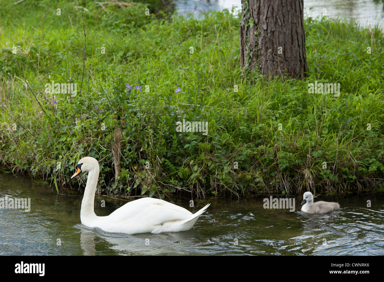 Female mute swan, Cygnus olor, and her cygnet in Southrop in the Cotswolds, Gloucestershire, UK ...