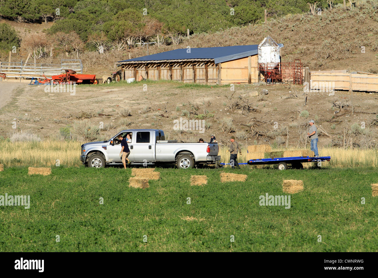 A truck and trailer are loaded with small bales of alphalpha, hay from ...