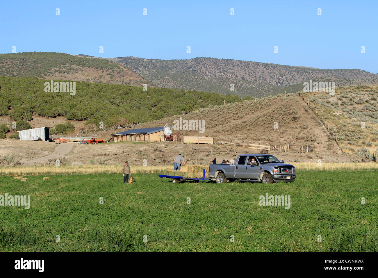 A truck and trailer are loaded with small bales of alphalpha, hay from ...