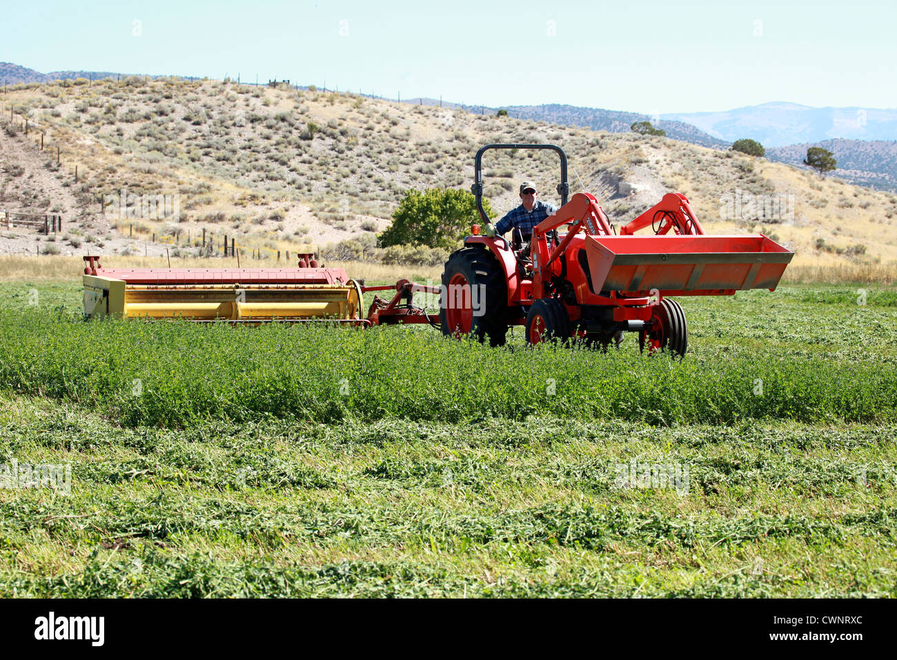 Farmer cuts, swaths alphalpha, hay in a green field, central Utah Stock ...