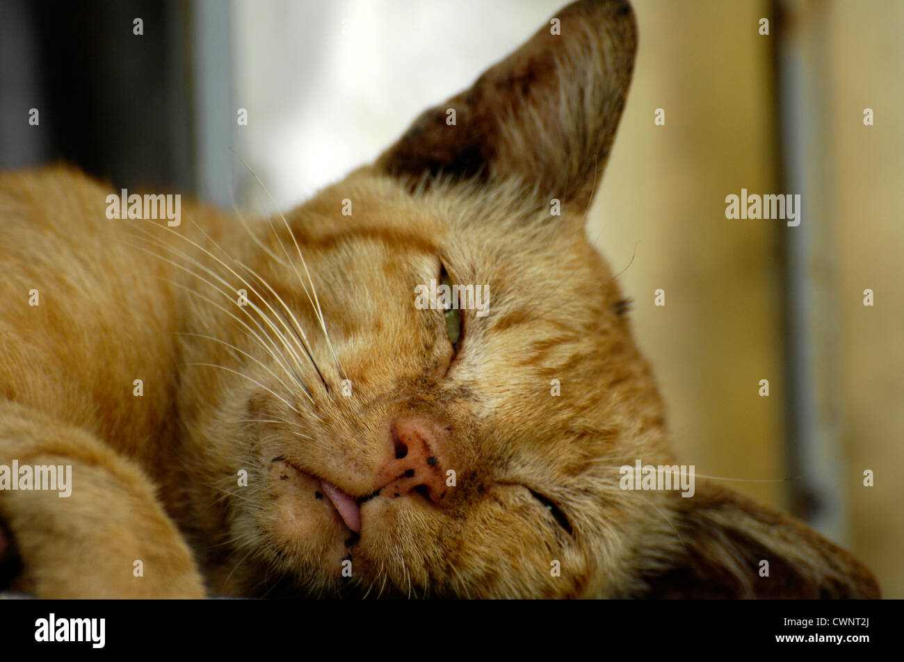 ginger cat sleeping looking relaxed Stock Photo - Alamy