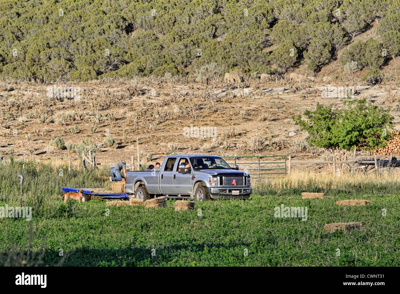 Farmers loading alphalpha hay onto a flatbed trailer pulled by a truck ...