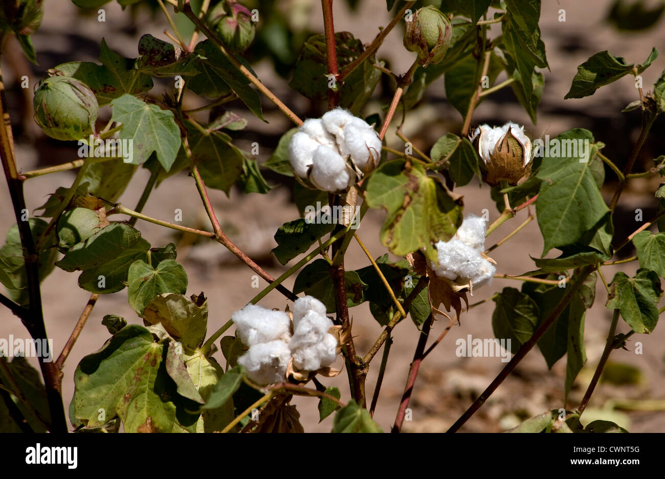 Organic cotton farming farmer hi-res stock photography and images - Alamy
