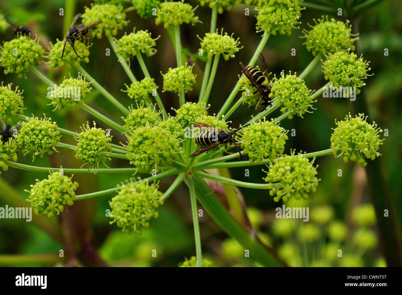 Yellow jackets swarm over green budding flowers in Smoky national park ...