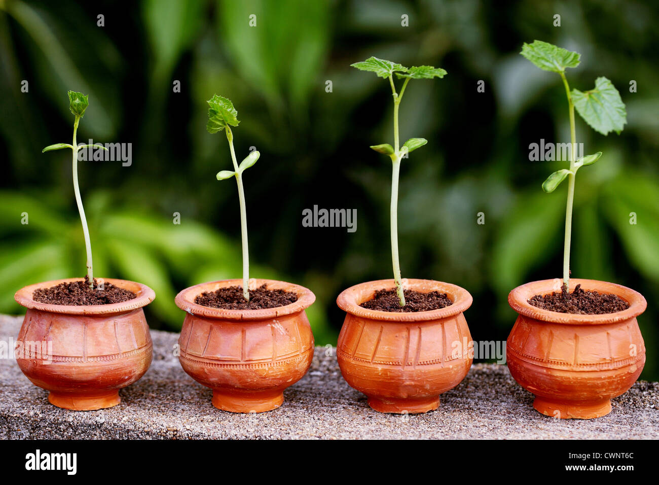 Baby plants development growth Stock Photo - Alamy
