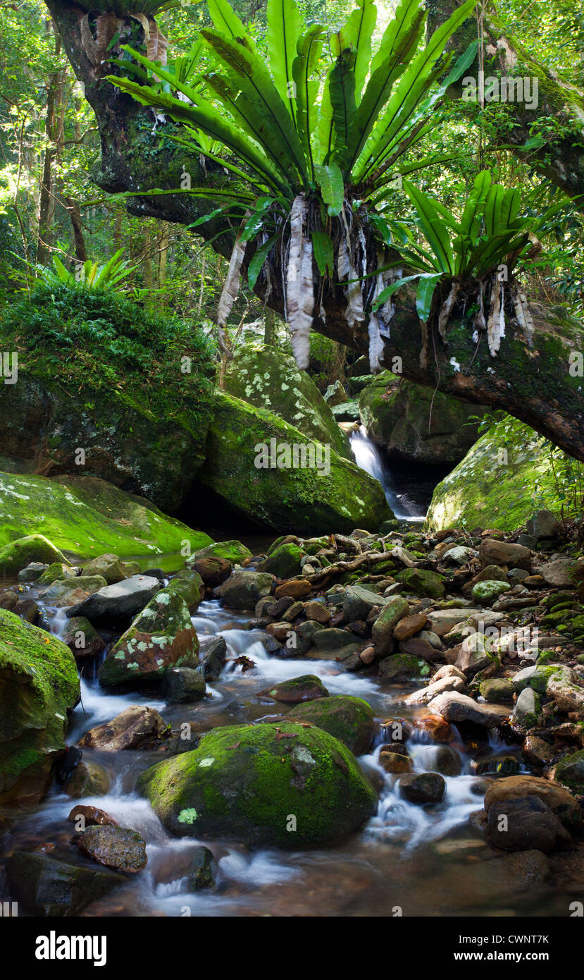 Flowing rainforest stream, Minnamurra Rainforest, NSW, Australia Stock ...