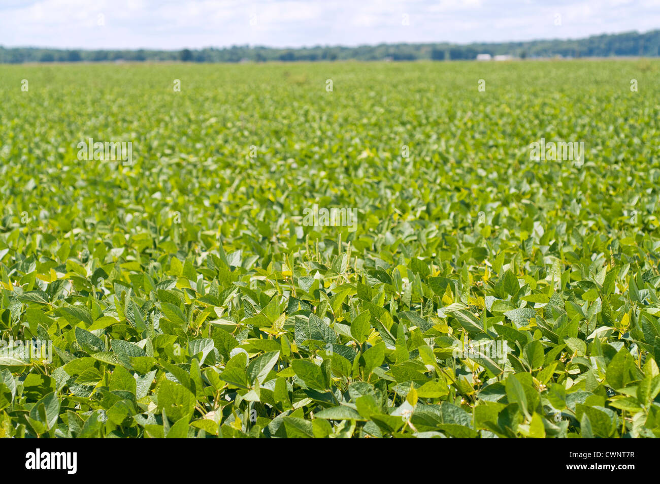 Soybean plants hi-res stock photography and images - Alamy