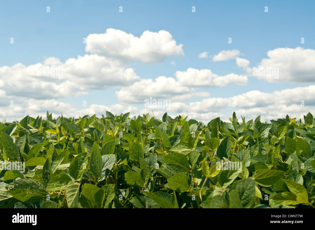 Soy field horizon hi-res stock photography and images - Alamy