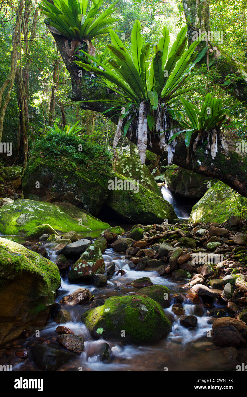 Flowing rainforest stream, Minnamurra Rainforest, NSW, Australia Stock ...