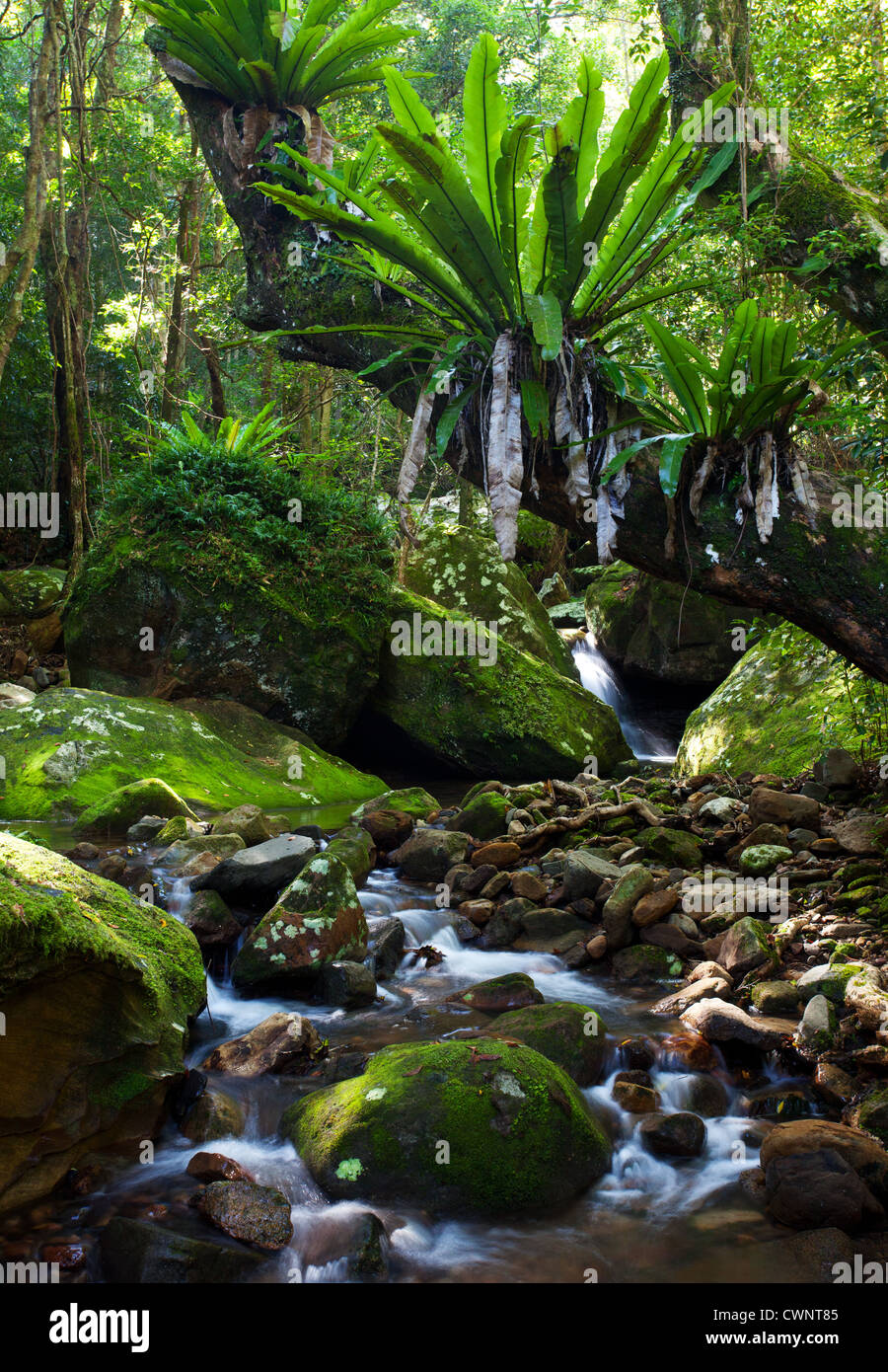 Flowing rainforest stream, Minnamurra Rainforest, NSW, Australia Stock ...