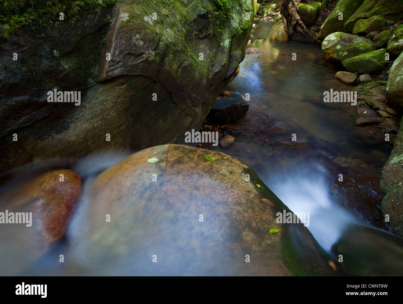 Rushing water in a rainforest stream, Royal National Park, NSW ...